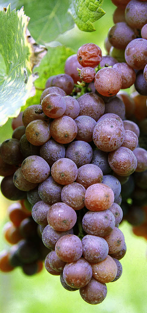 Badischer Wein, von der Sonne verwöhnt - Reise - Badische Zeitung