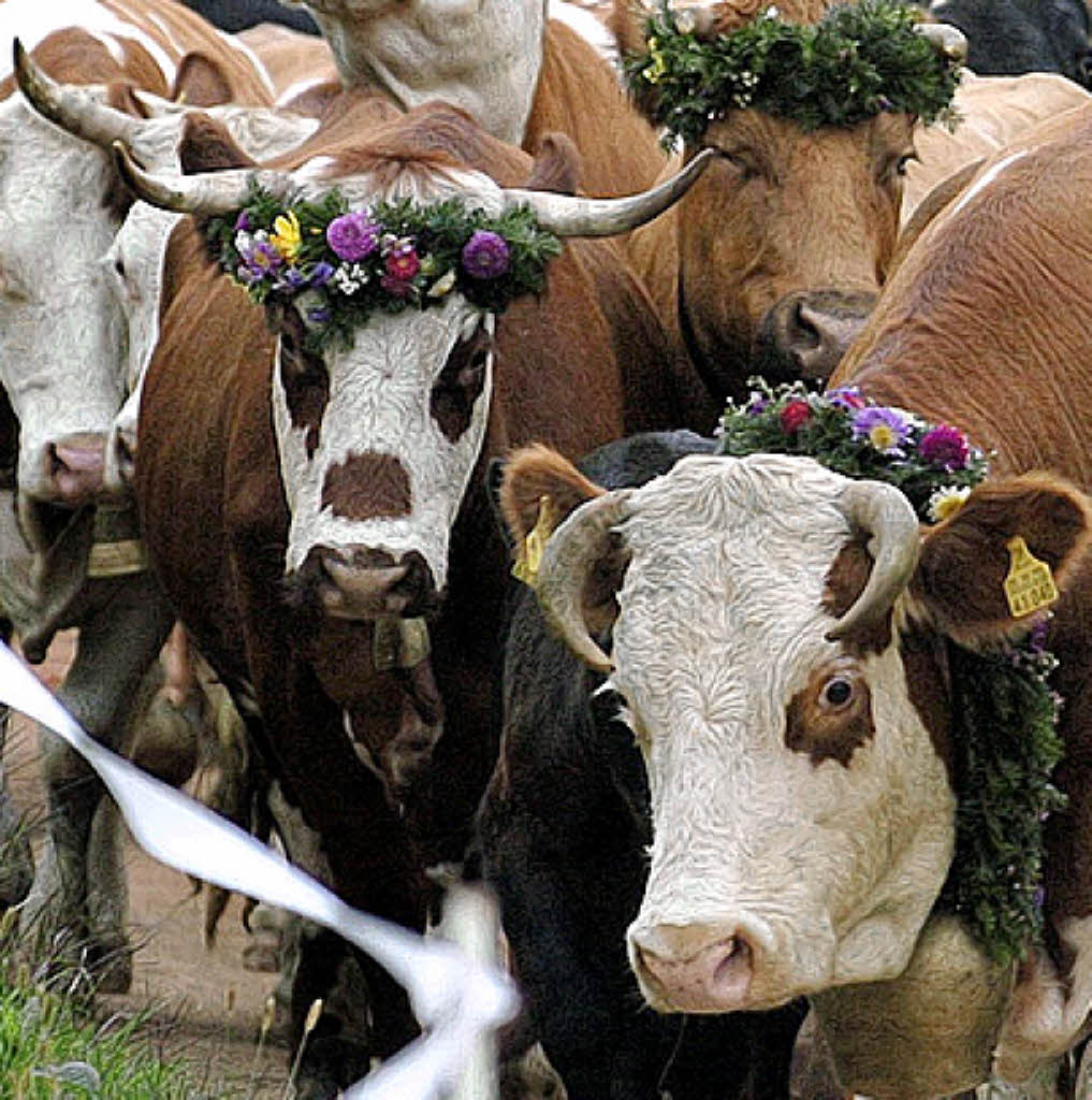 Die Herde kommt heim - Reise - Badische Zeitung