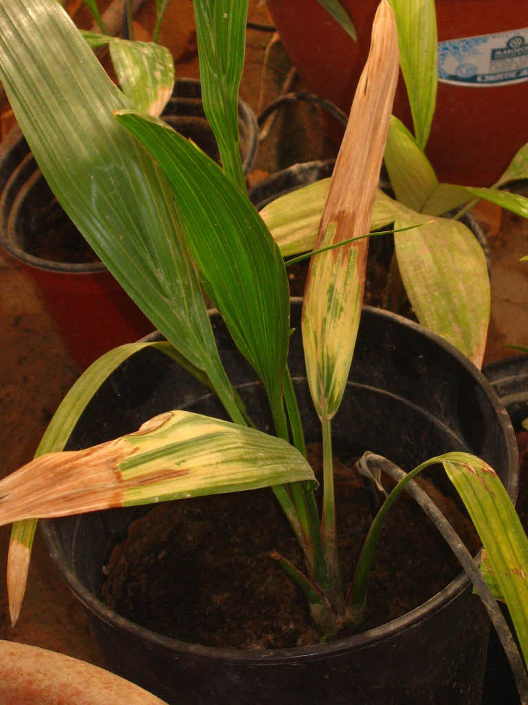 "Methusalem" keimt nach 2000 Jahren - Ausland - Badische Zeitung