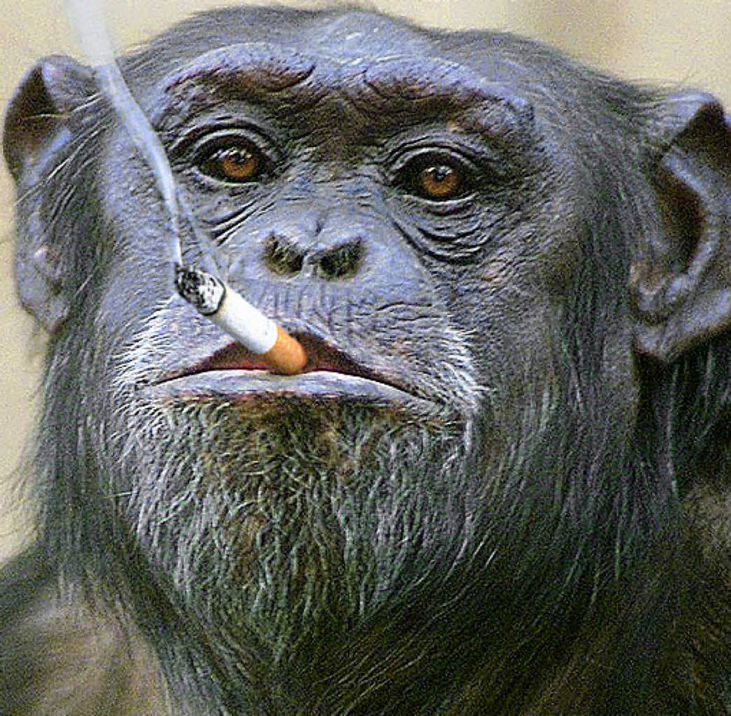 LEBENSART: Welch ein Abstieg! - Kolumnen (Sonstige) - Badische Zeitung