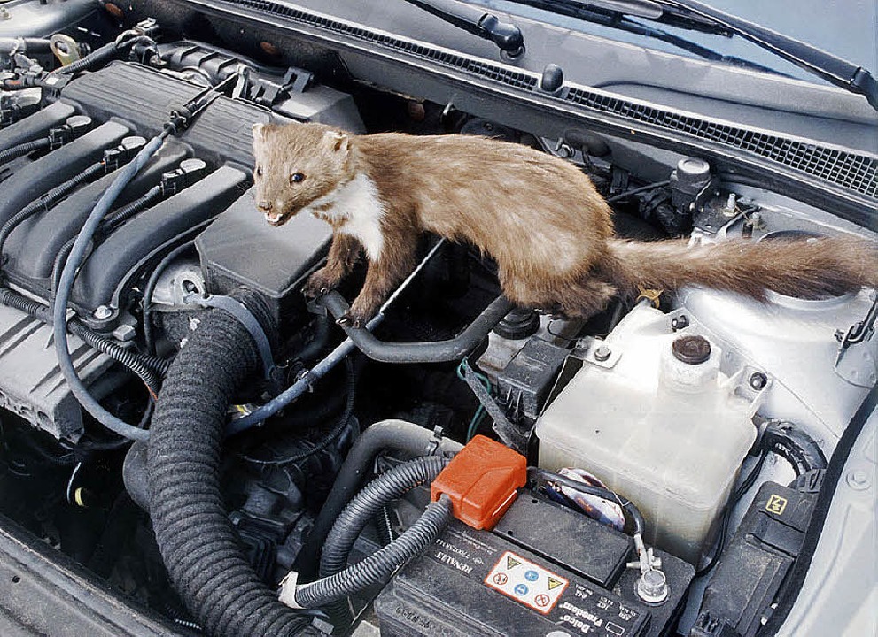 Autofahrer haben kein Herz für Marder - Auto & Mobilität - Badische Zeitung