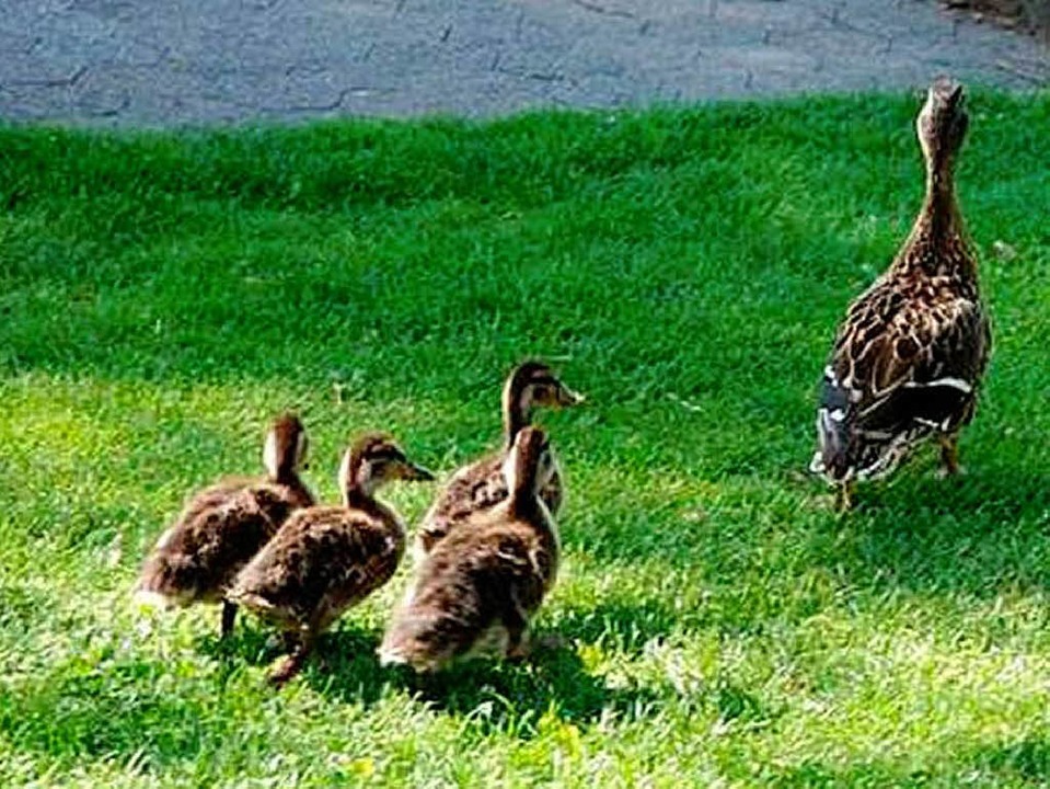 Polizei rettet Entenfamilie - Baselland - Badische Zeitung