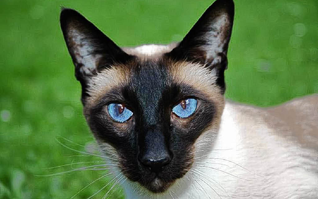 Edle Rassekatzen - Freizeittipps - Badische Zeitung