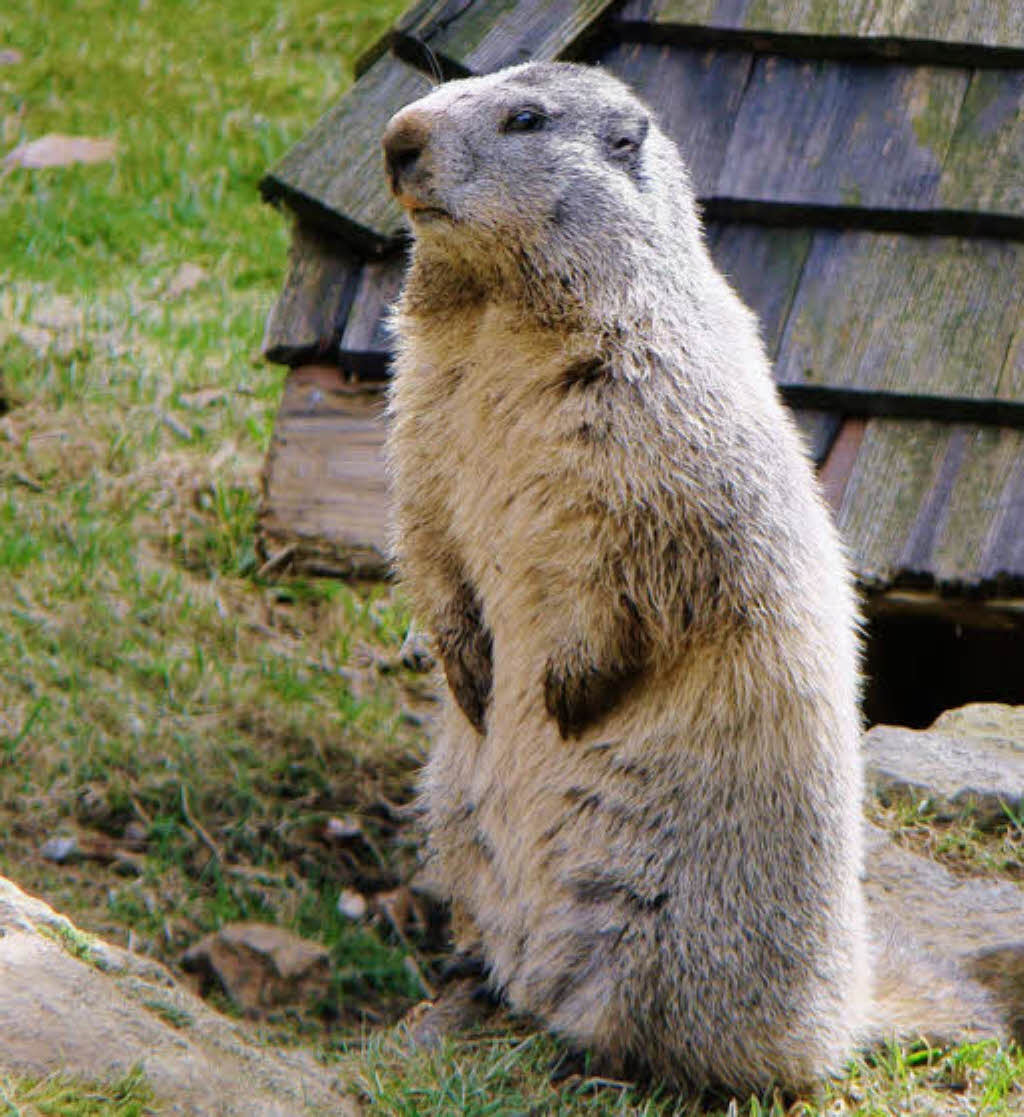 "Murmeli" sind aufgewacht - Oberried - Badische Zeitung
