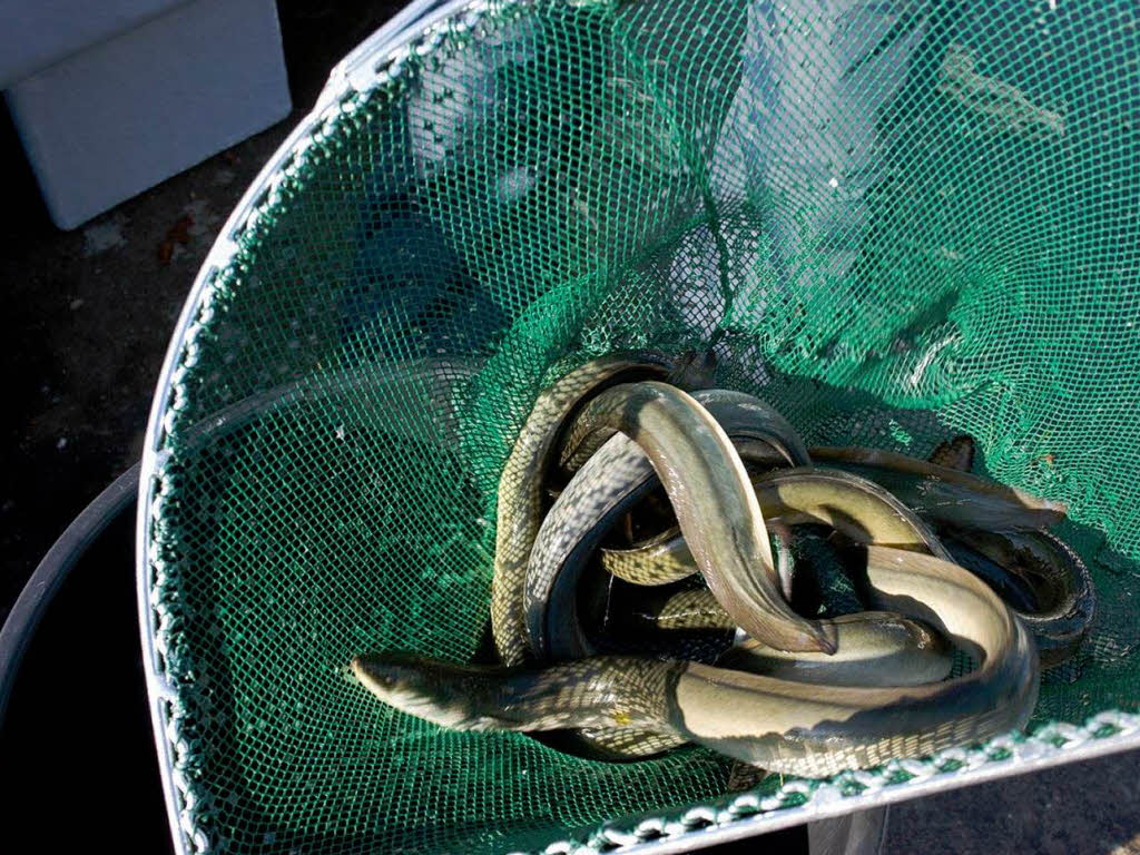 Der Aal hat jetzt Schonzeit - Rheinfelden - Badische Zeitung