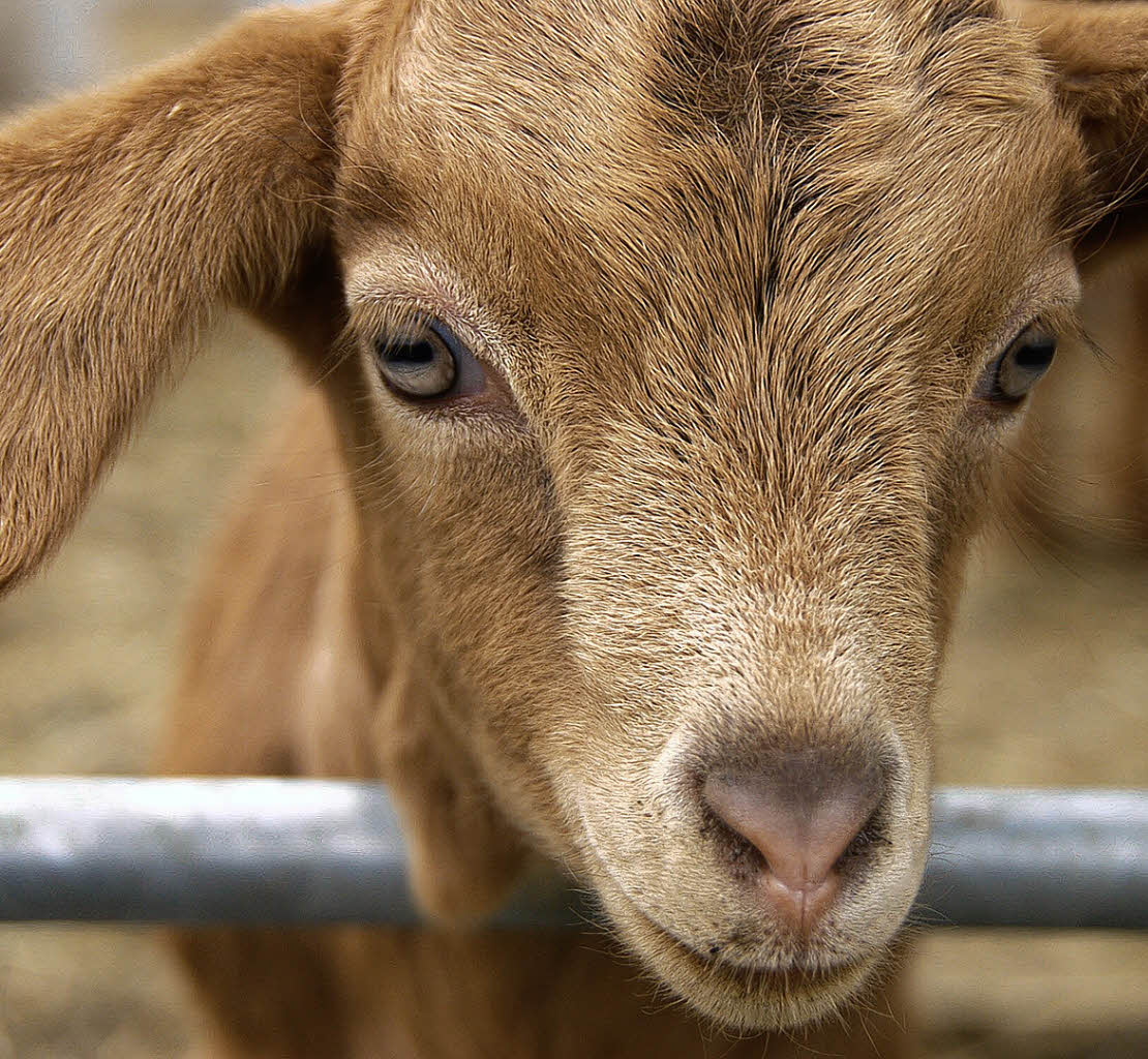 Die 24 jungen Geißen sind eine kleine Attraktion - St. Blasien ...