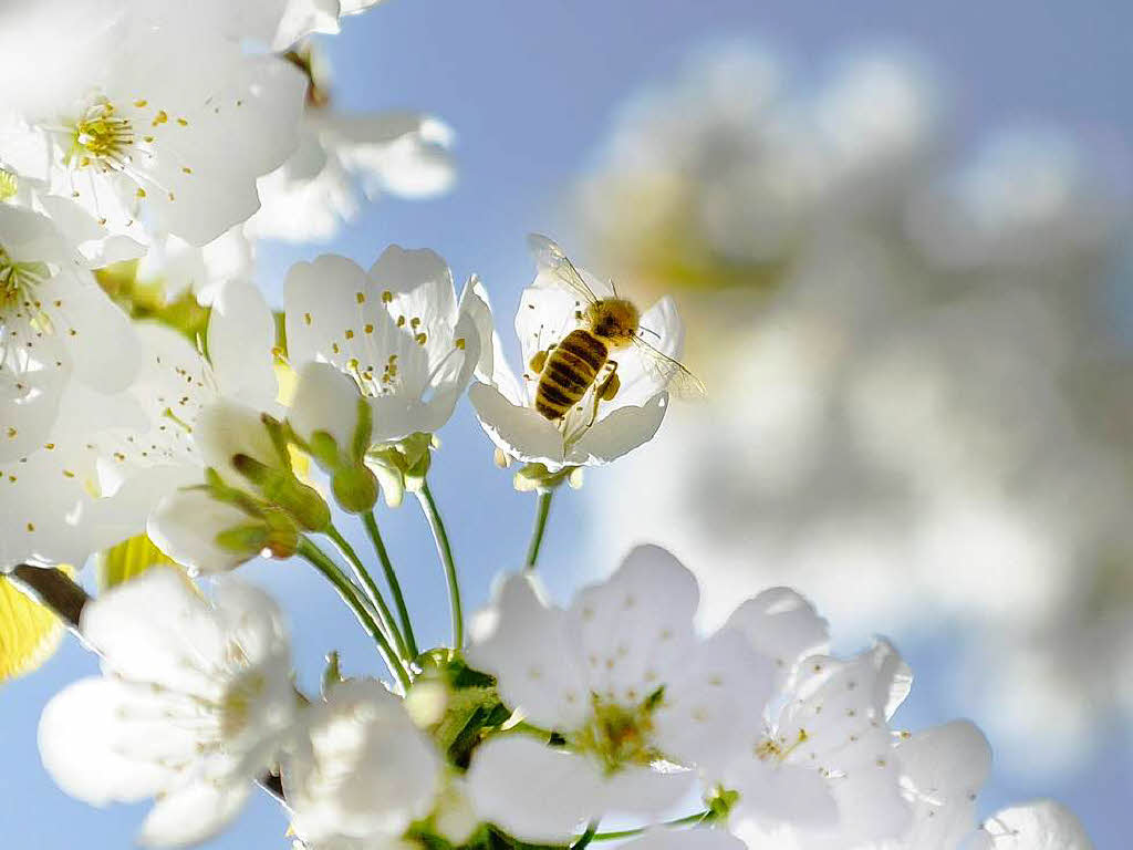 Die Kirsche blüht in Yach - Elzach - Badische Zeitung