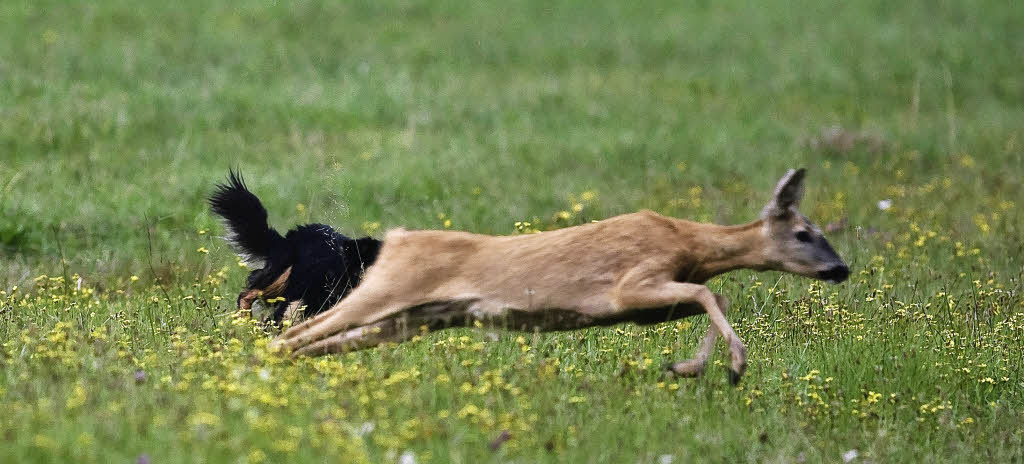 Gegen das Wildern hilft Erziehung - St. Blasien - Badische Zeitung
