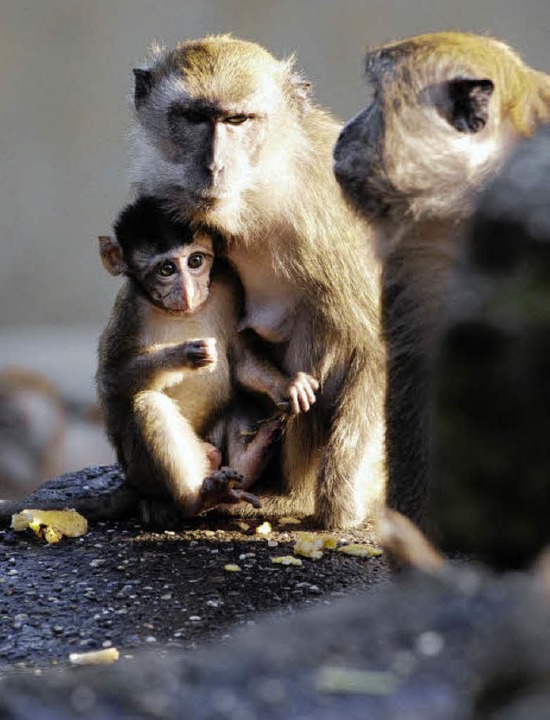 Neues Domizil für die Affenhorde - Basel - Badische Zeitung