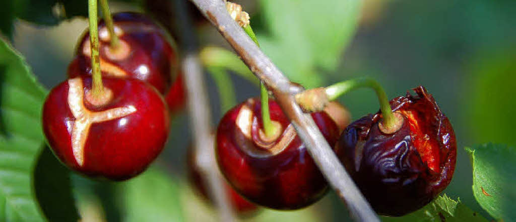 Die Sonne macht die Kirschen süß - Müllheim - Badische Zeitung