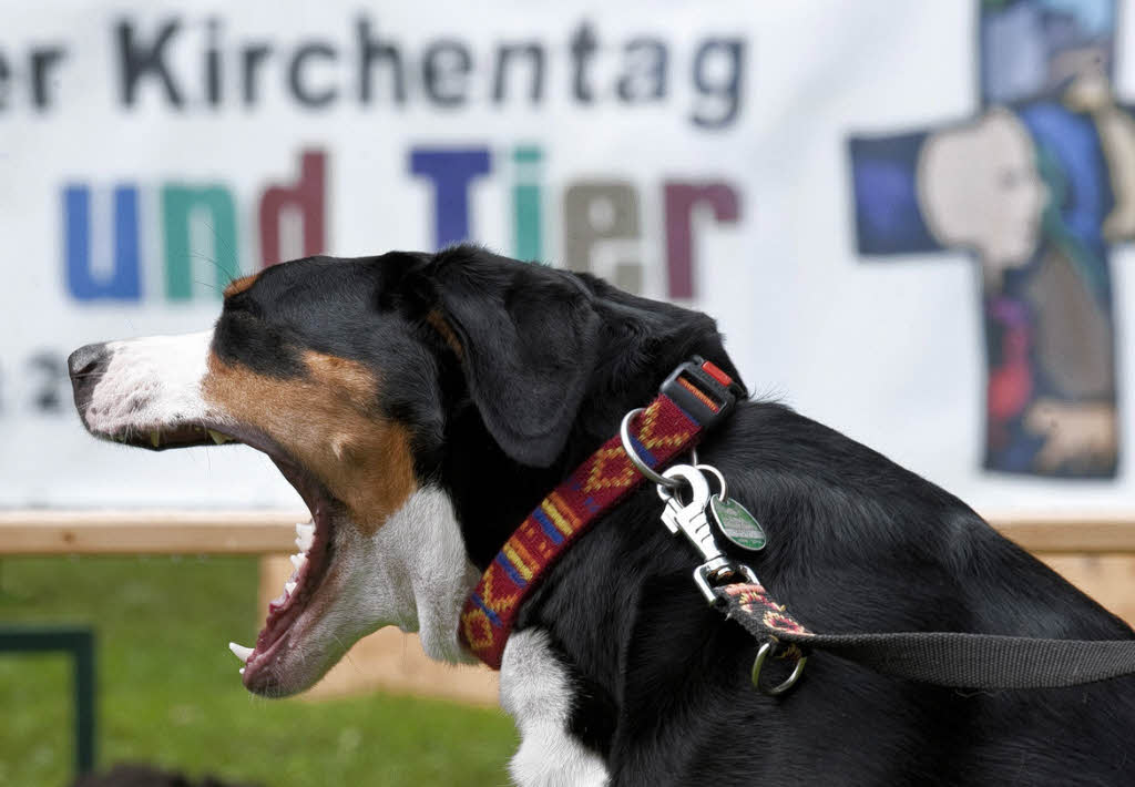 Erstmals findet ein Kirchentag für Menschen und Tiere statt - Panorama ... Erstmals findet ein Kirchentag für Menschen und Tiere statt - Panorama ...