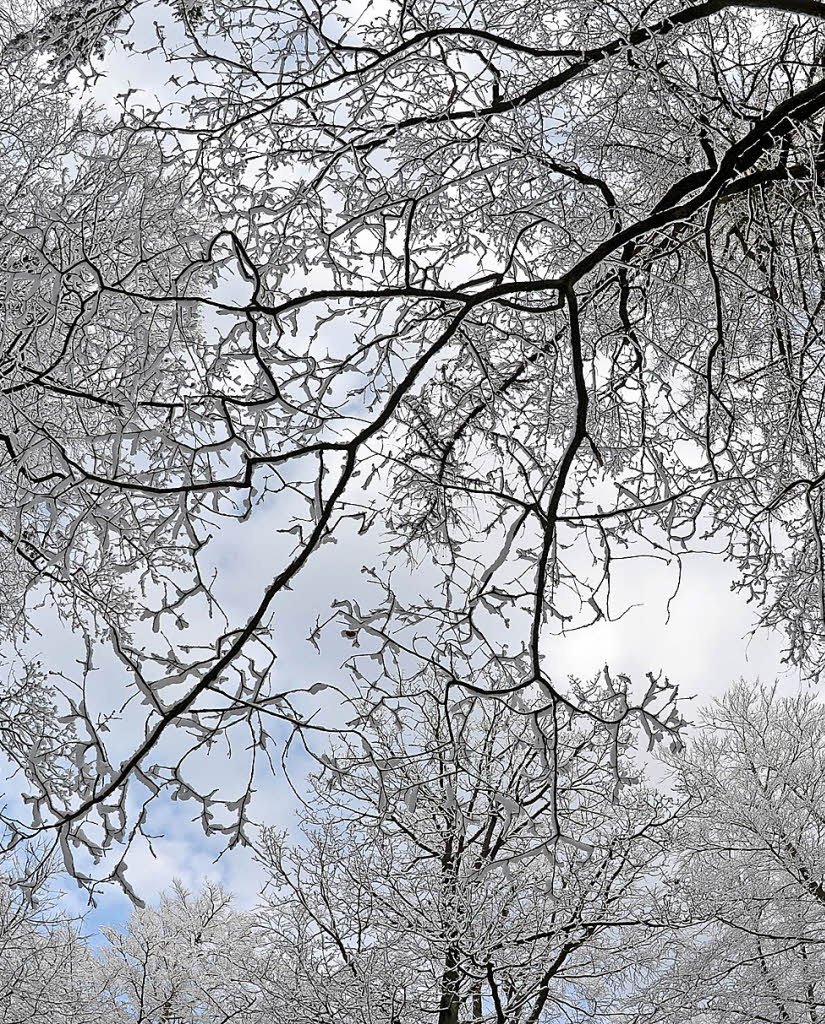 Der Staatswald ist jetzt vernetzter - St. Blasien - Badische Zeitung