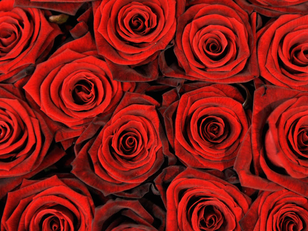 Farmen in Kenia: Wo die fairen Rosen wachsen - Panorama - Badische Zeitung