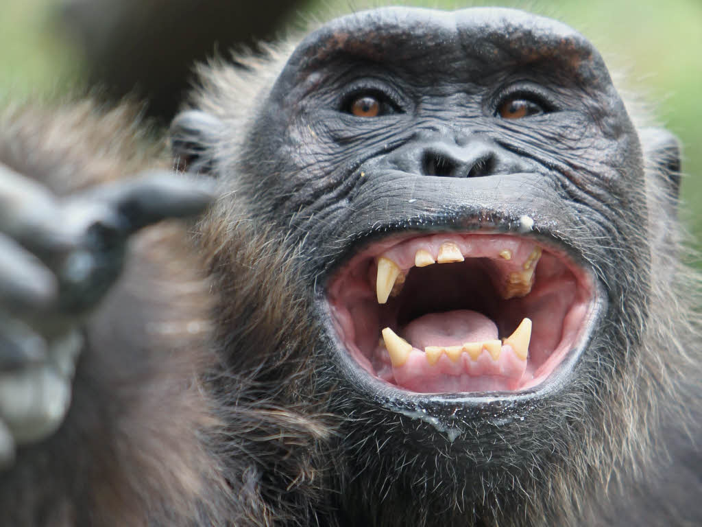 Warum lachen Schimpansen? - Panorama - Badische Zeitung