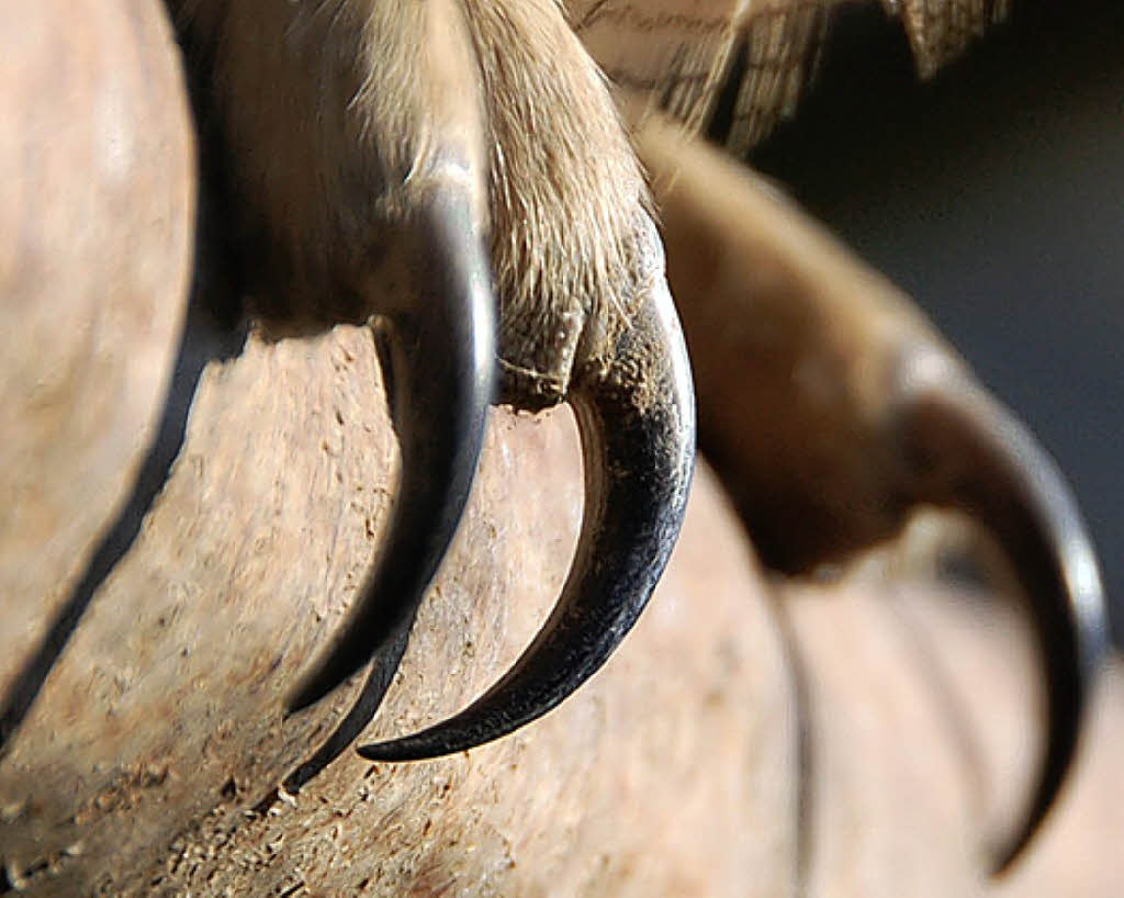Scharfe Augen, scharfe Krallen - Wehr - Badische Zeitung
