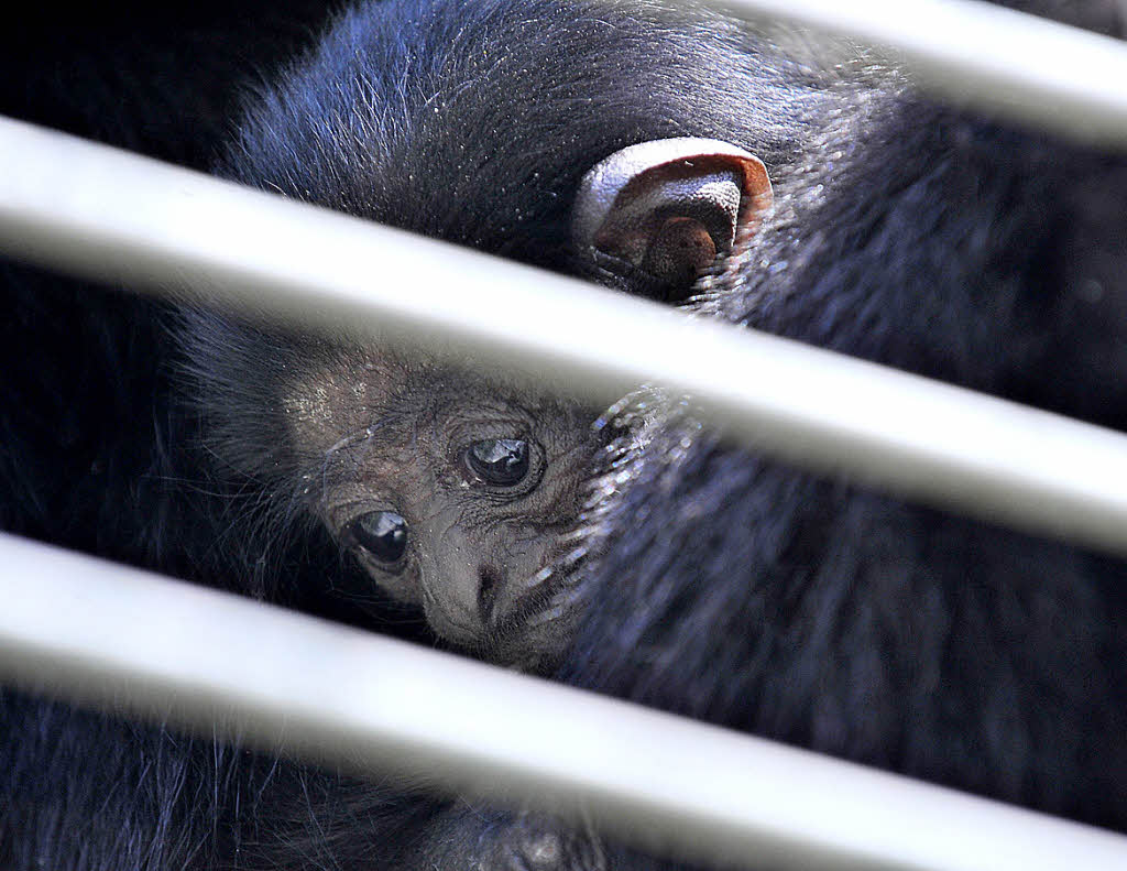 Der schüchterne Star im Affengehege - Freiburg - Badische Zeitung