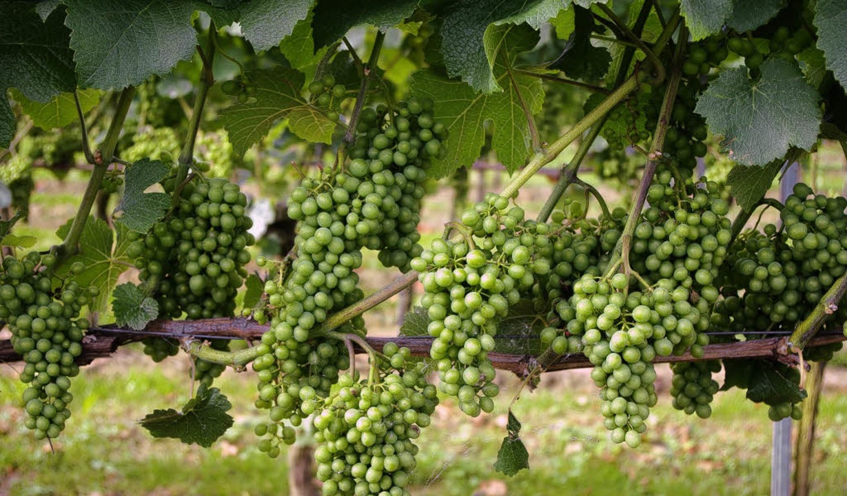 Die Reben stehen in vollem Saft - Ortenaukreis - Badische Zeitung