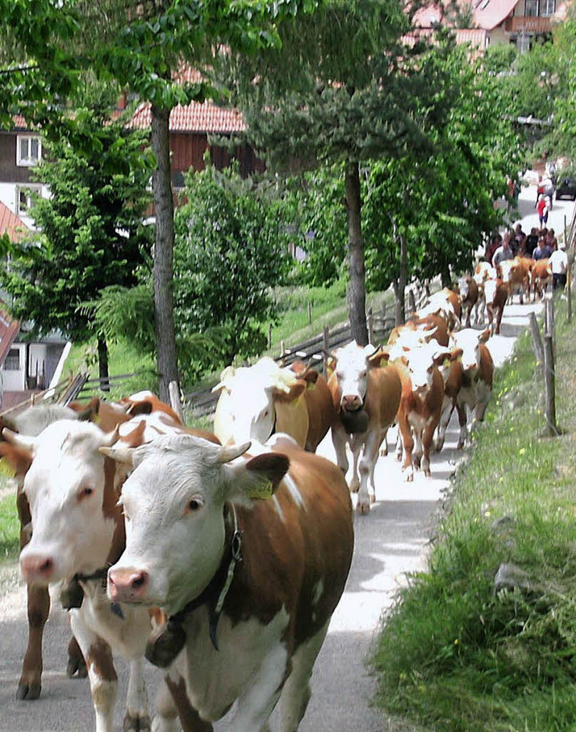 BULLEN - Freizeittipps - Badische Zeitung
