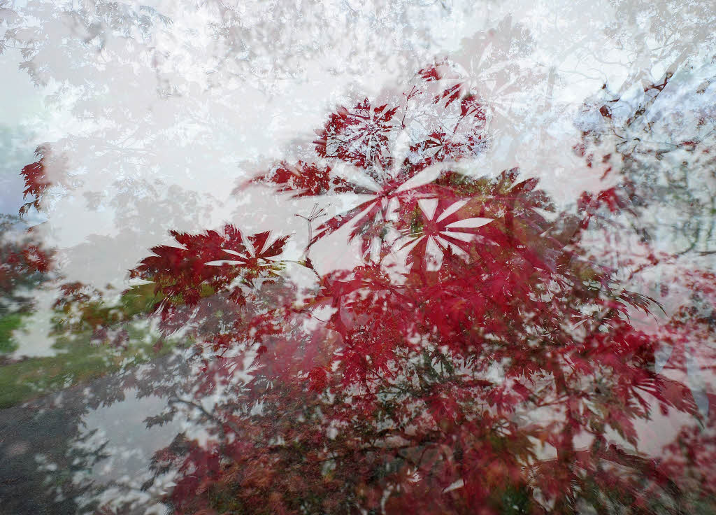 DER HERBST - Freiburg - Badische Zeitung