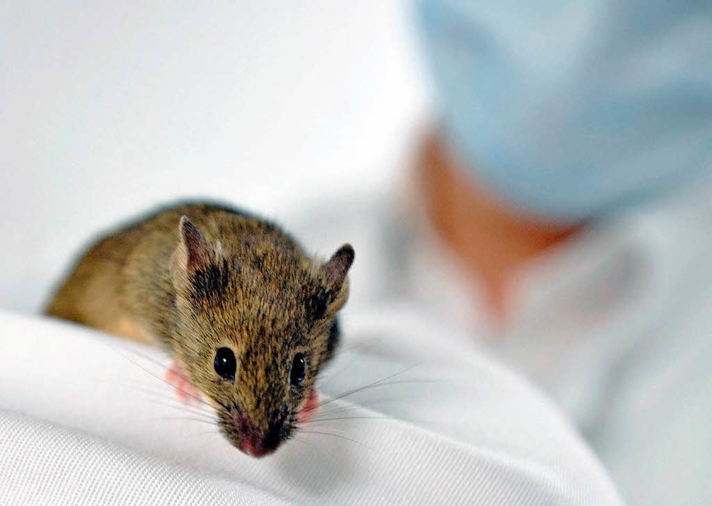 Freiburgs Nobel-Maus - Bildung & Wissen - Badische Zeitung