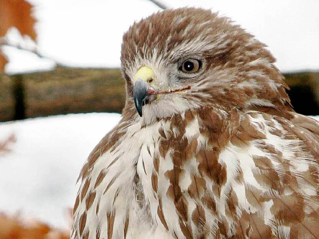 Berühmter Bussard: Pale Male wieder Solo - Neues für Kinder - Badische ...