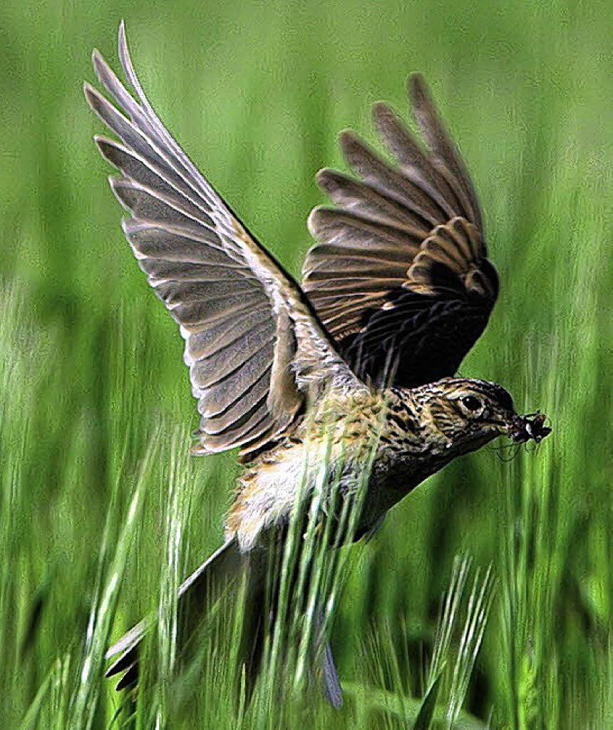 LERCHEN - Freizeittipps - Badische Zeitung