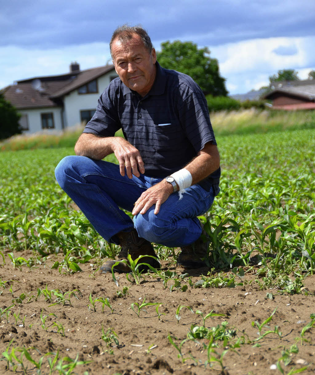 Abschießen, aufhängen: Radikale Methoden gegen Saatkrähen - Schwanau ...