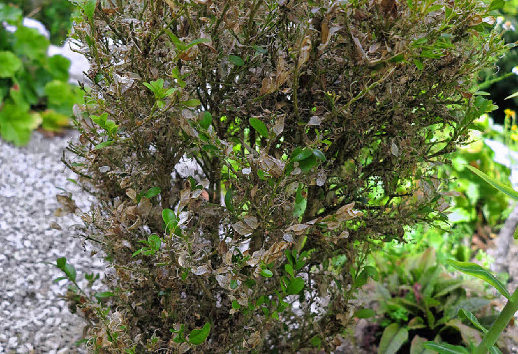 Buchsbaumzünsler ist weiter auf dem Vormarsch - Kreis Breisgau ...