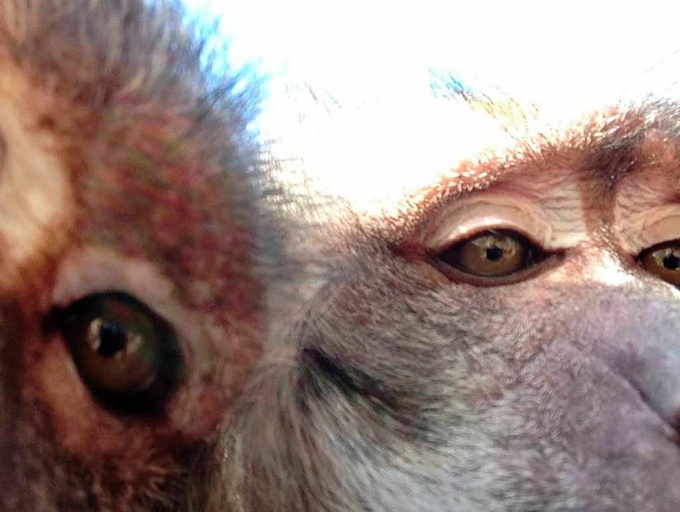 Javaneraffen im Mundenhof fotografieren sich mit iPhone selbst ...