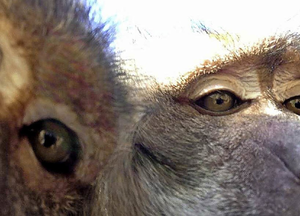 Affenscharfe Fotografen - Freiburg - Badische Zeitung