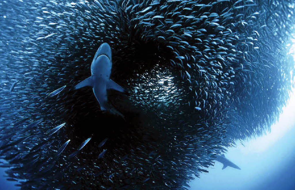 Multimedia-Reportage: „Abenteuer Ozean – Geheimnisse der Weltmeere ...