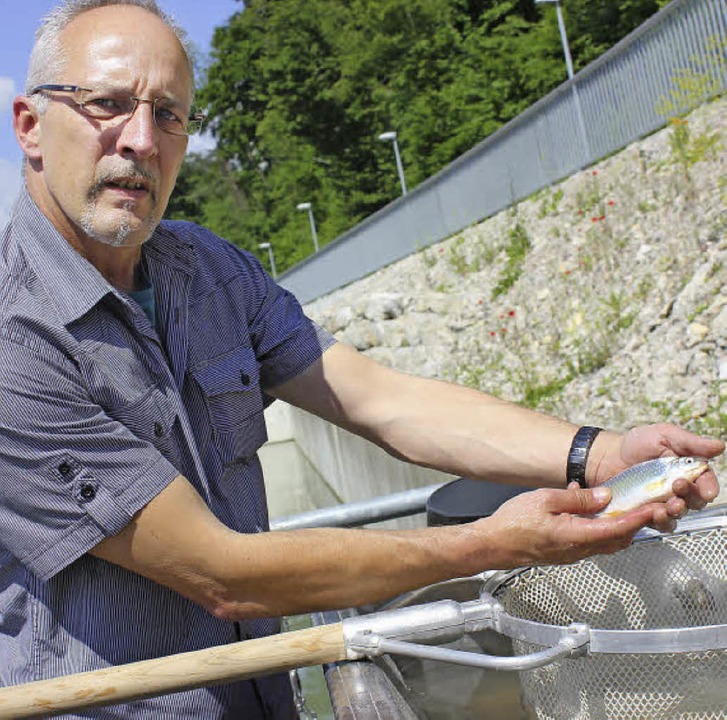 Fische bevorzugen deutsche Rheinseite - Rheinfelden - Badische Zeitung