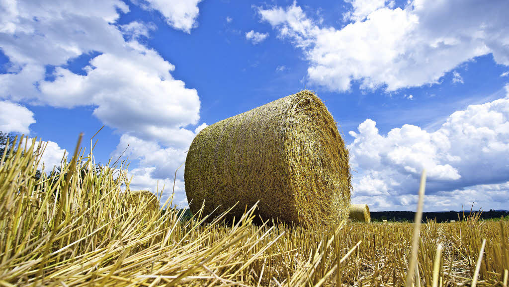 DIE TROCKENHEIT - Südwest - Badische Zeitung