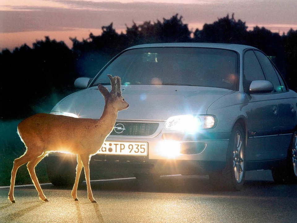 40-Kilometer-Zaun soll Wildunfälle auf der A 5 verhindern - Südwest ...