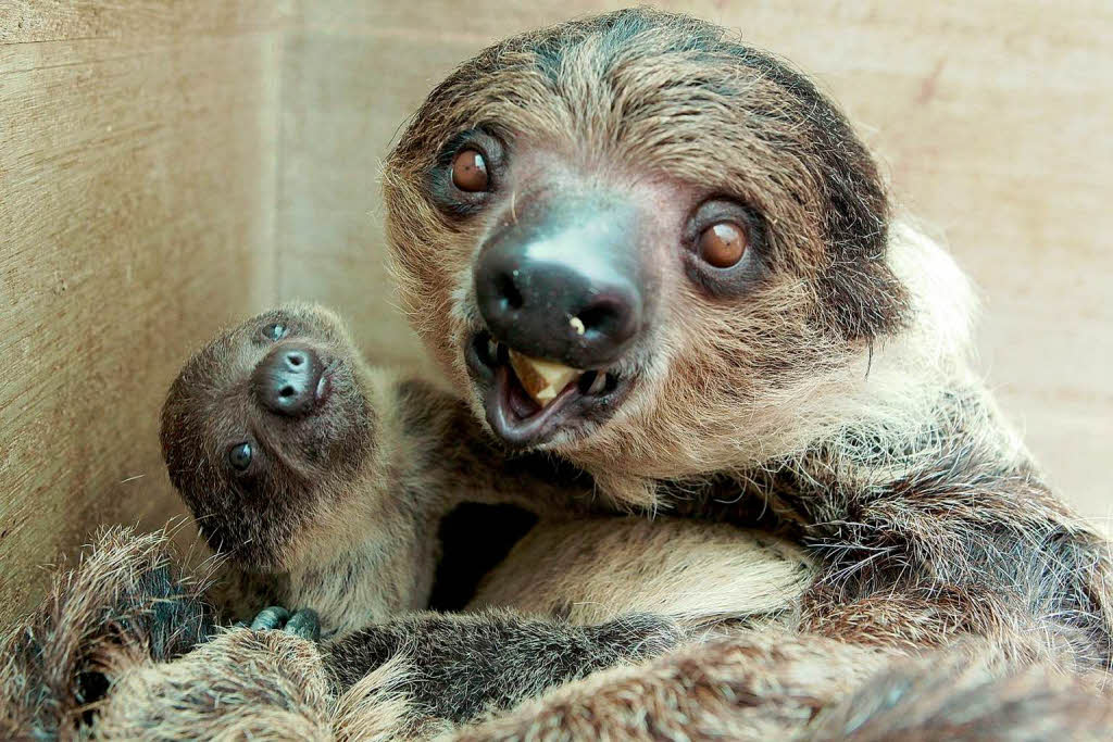 Faultier-Nachwuchs - Neues für Kinder - Badische Zeitung