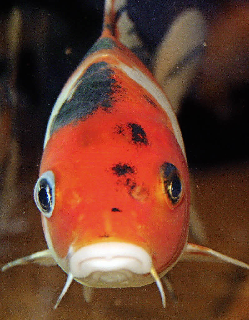 Die Geschichte der Koi-Karpfen im Stadtgarten - Freiburg - Badische Zeitung