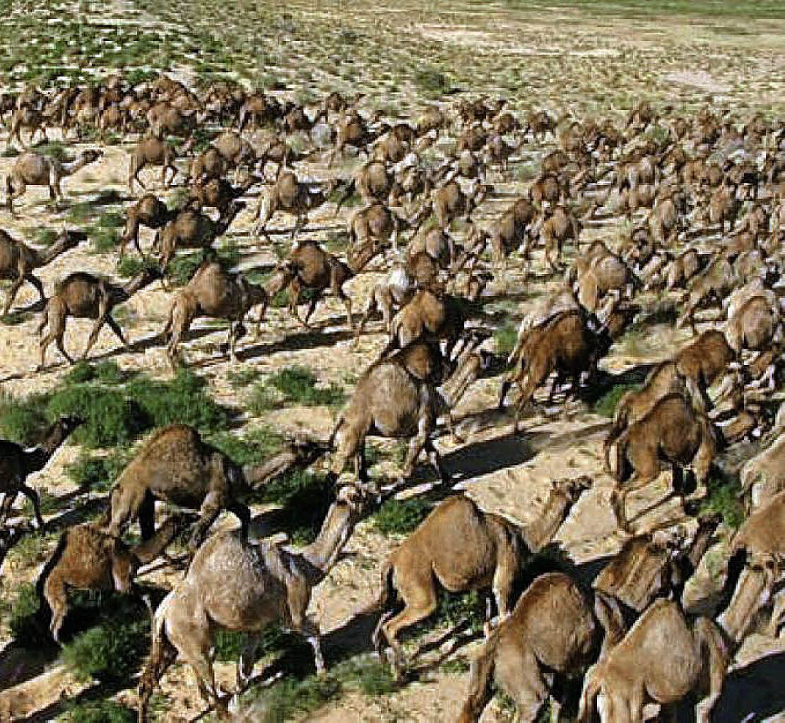 Scharfschützen erlegen Zahntausende Kamele - Panorama - Badische Zeitung
