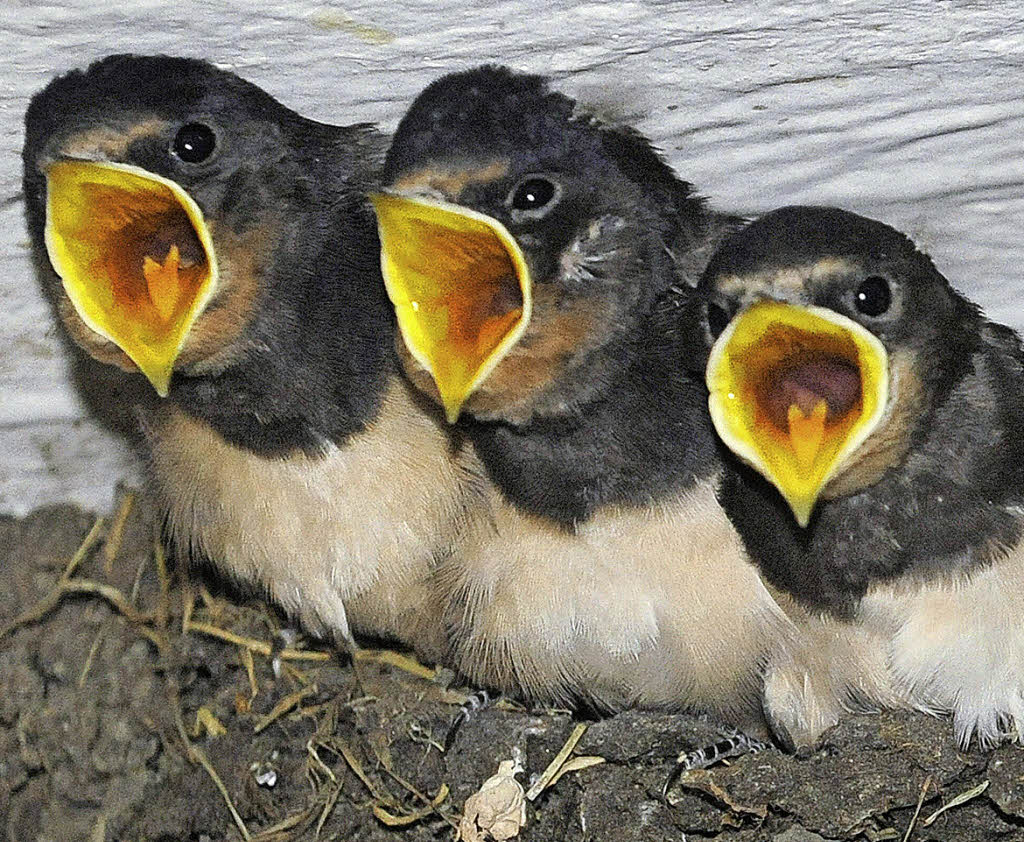 Vögel schützen, Springkraut rupfen - Titisee-Neustadt - Badische Zeitung