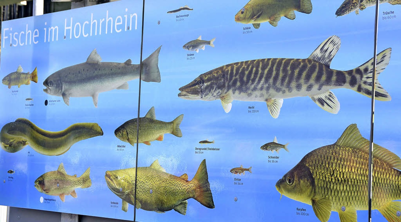 Ökologie und Ökonomie passen - Rheinfelden - Badische Zeitung