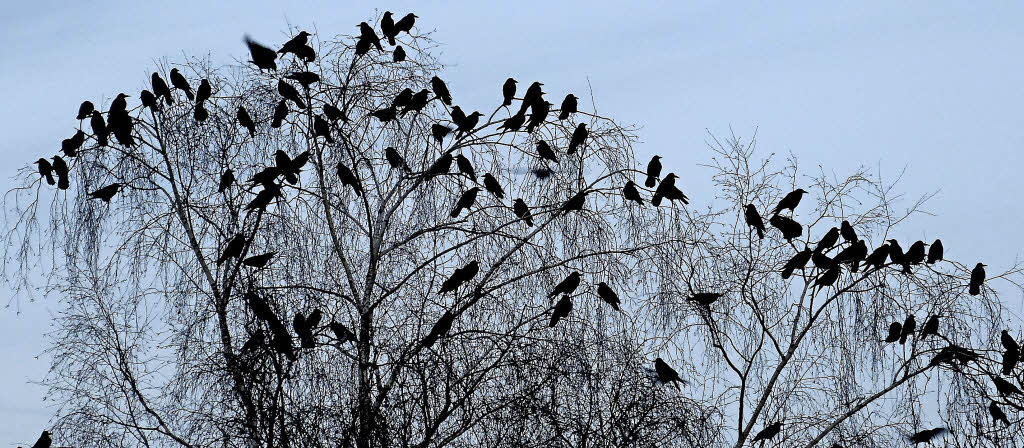 Alle Krähen sind schon (wieder) da - Emmendingen - Badische Zeitung