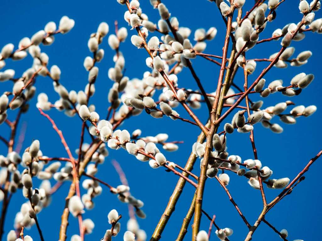 Die Weide: Pflanzliches Aspirin - Gesundheit & Ernährung - Badische Zeitung