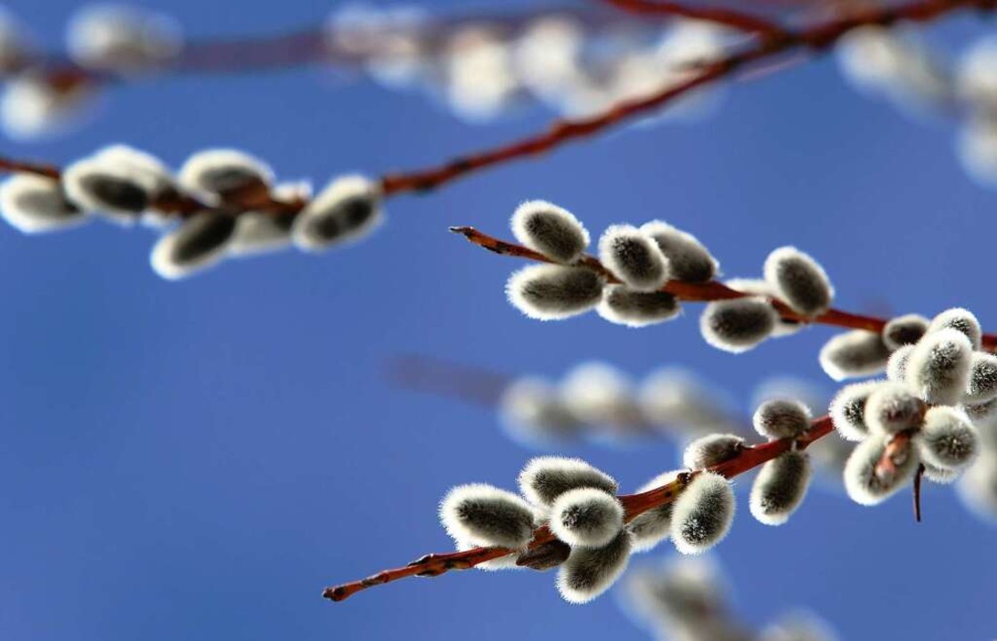 Die Weide: Pflanzliches Aspirin - Gesundheit & Ernährung - Badische Zeitung