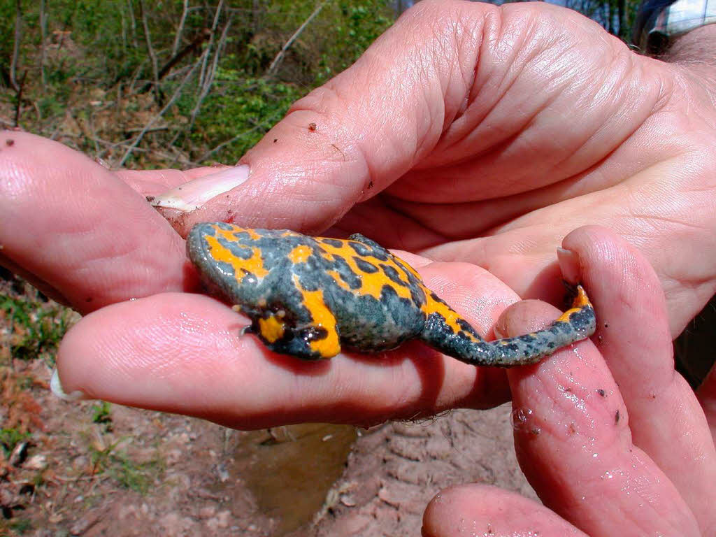 Ein Plädoyer für den Lurch des Jahres - Schopfheim - Badische Zeitung
