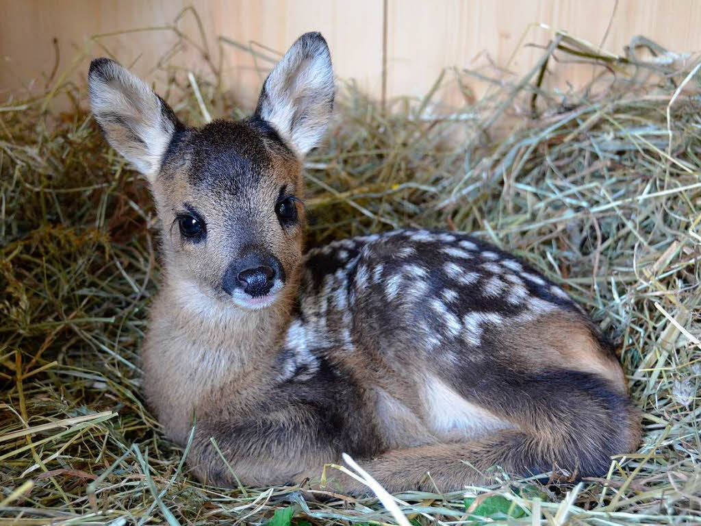 Wie zwei Rehkitz-Waisen in Neustadt aufgepäppelt werden - Titisee ...
