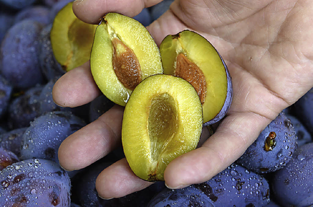 Alles rund um die Zwetschge - Ortenaukreis - Badische Zeitung
