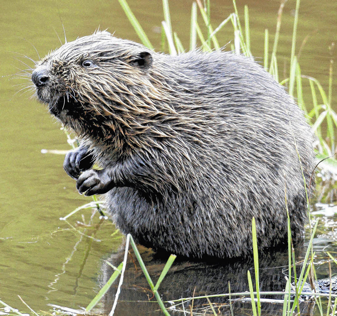Junge Biber an der Birs - Baselland - Badische Zeitung