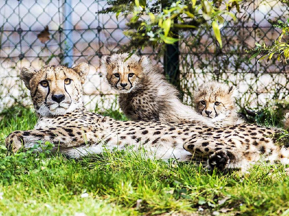 Seltener Nachwuchs: Vier Geparden im Basler Zoo geboren - Basel - Badische Zeitung