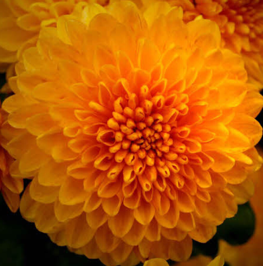 CHRYSAN-THEMA: Symbol des Miteinanders - Lahr - Badische Zeitung