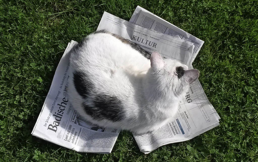 Kater - Zisch-Texte - Badische Zeitung