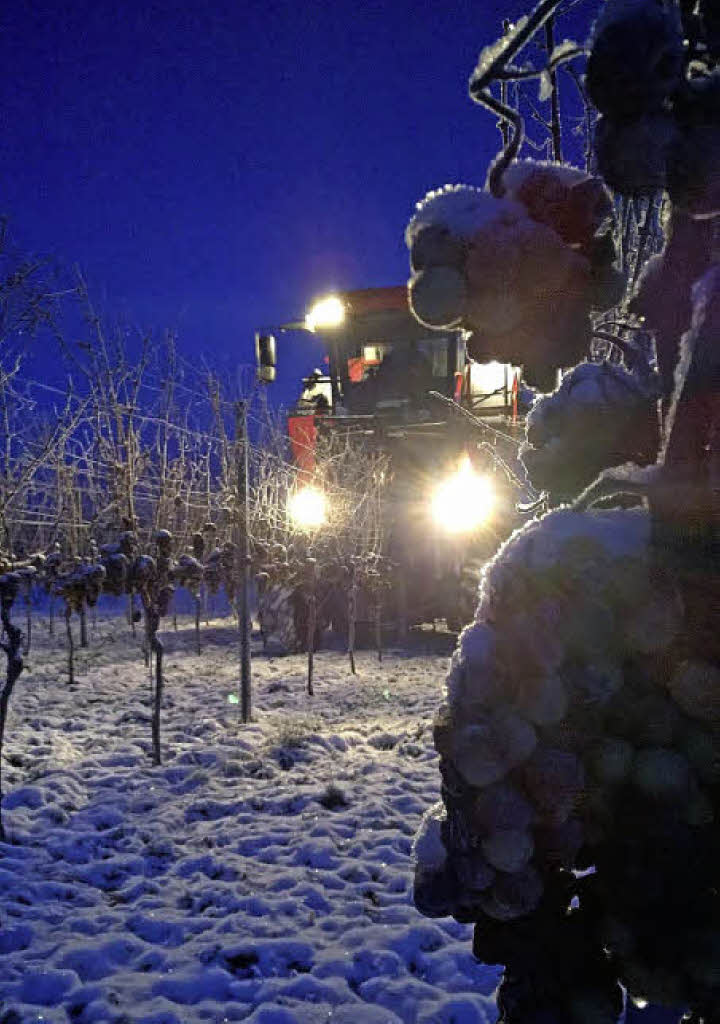 Eisweinlese in Ehrenstetten - Ehrenkirchen - Badische Zeitung
